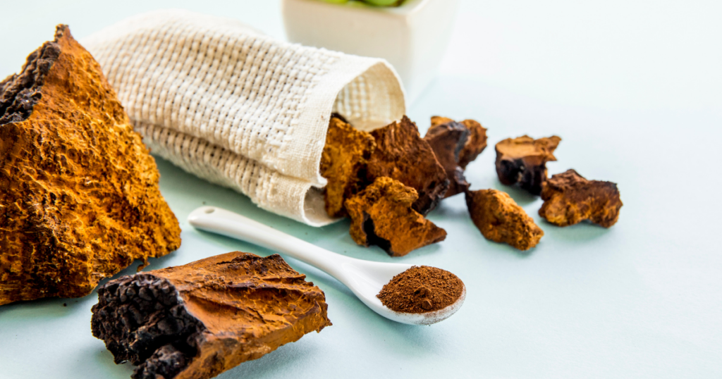 Grzyb chaga — właściwości zdrowotne i kosmetyczne | Blog