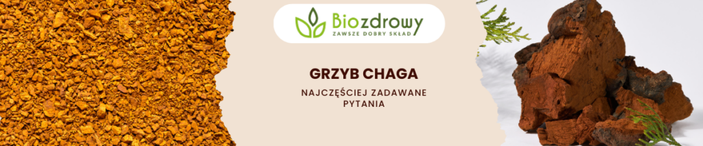 Grzyb chaga — właściwości zdrowotne i kosmetyczne | Blog
