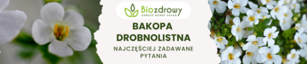 Bakopa drobnolistna – naturalne wsparcie dla zdrowia umysłu